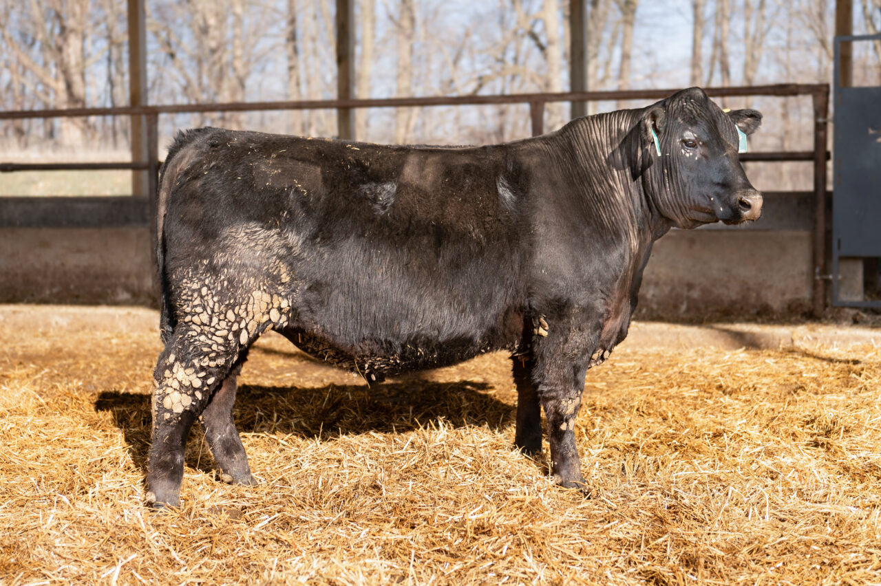 Bull Test - Eastview Angus Farm